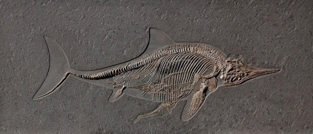 Ancient Reptile Mystery Solved as Two Extinct Species Found to Be the ...