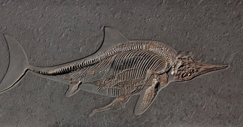 Ancient Reptile Mystery Solved as Two Extinct Species Found to Be the ...