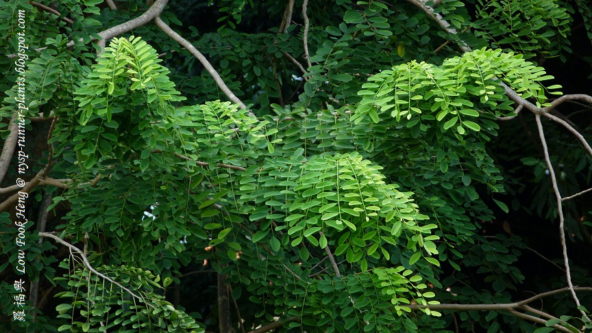 馬來西亞熱帶雨林: Dalbergia 黄檀屬