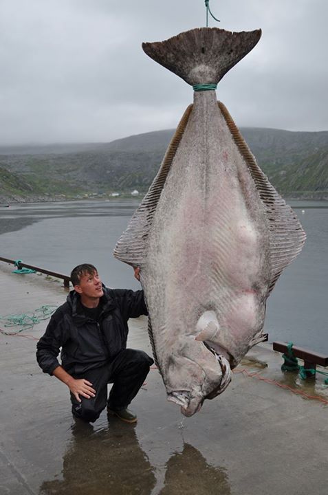 World Record Halibut Caught By German Angler