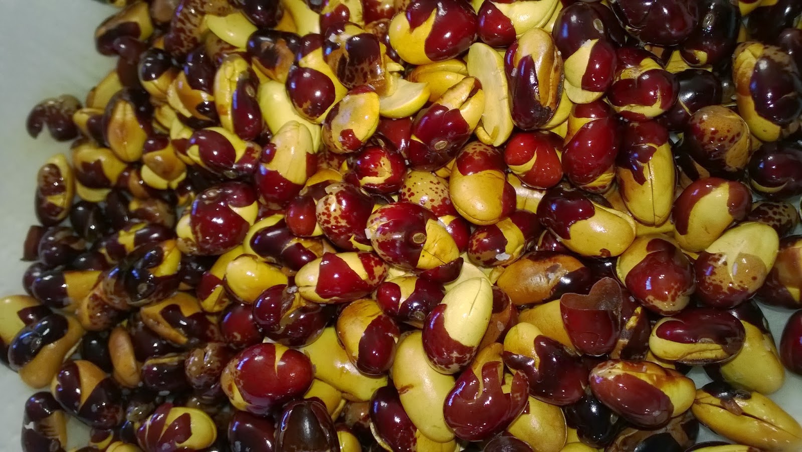 Sabores: Not Popping Corn; Popping BEANS!