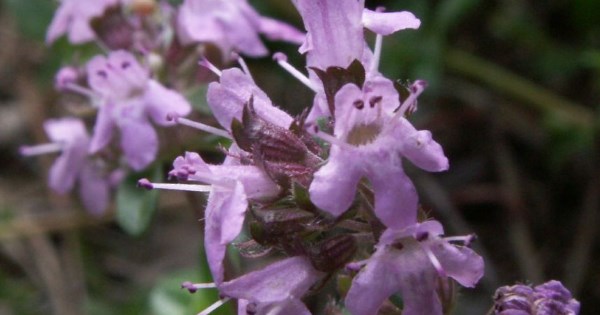 Kako Liječiti: Ljekovita svojstva biljke - Bosiljak divlji