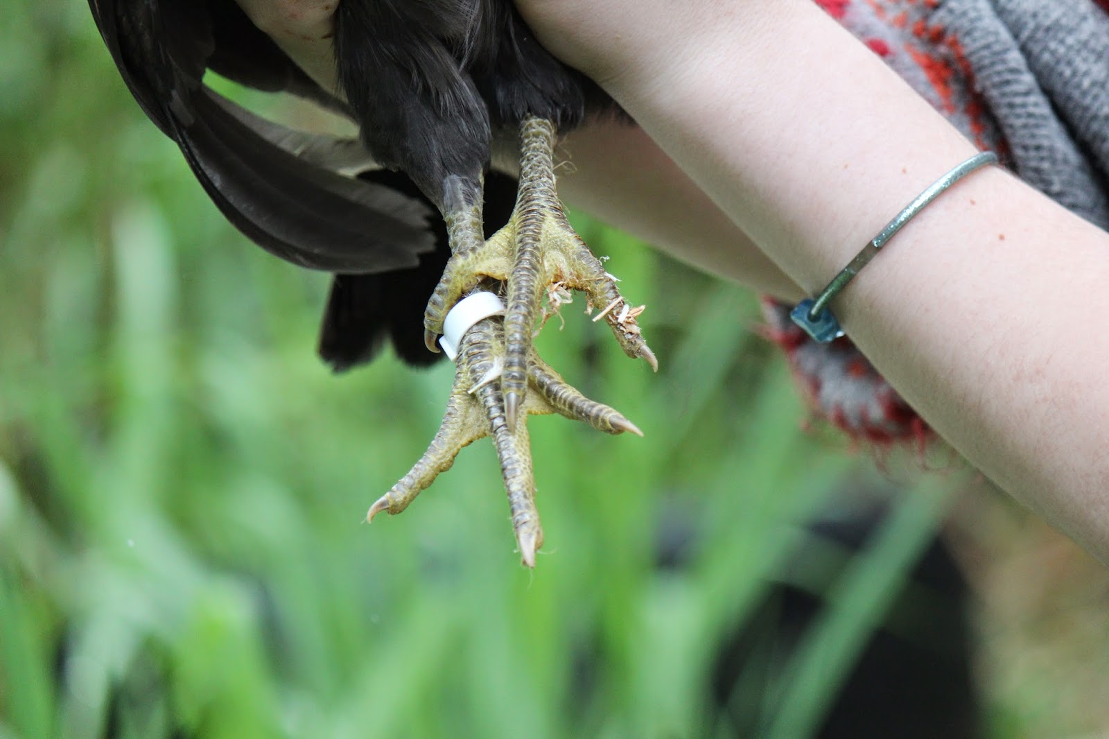 Raising Chickens: Spider's Progress
