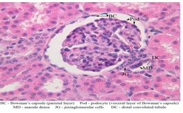 Histologi Ginjal - Scilintia