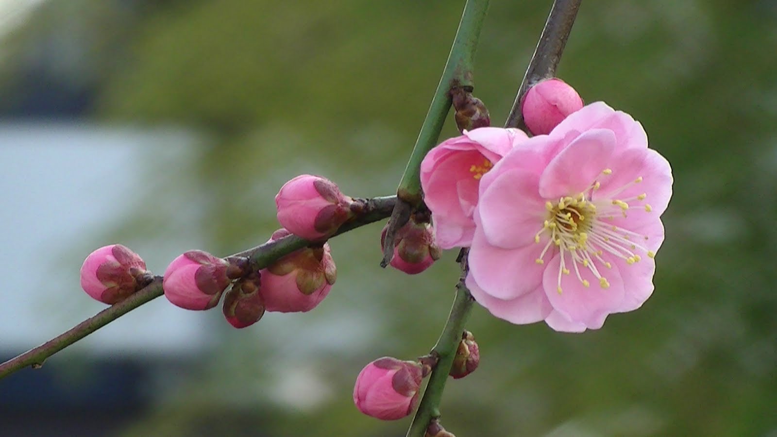 yokohamamama: Friday Field Notes--Peach, Plum, and Cherry