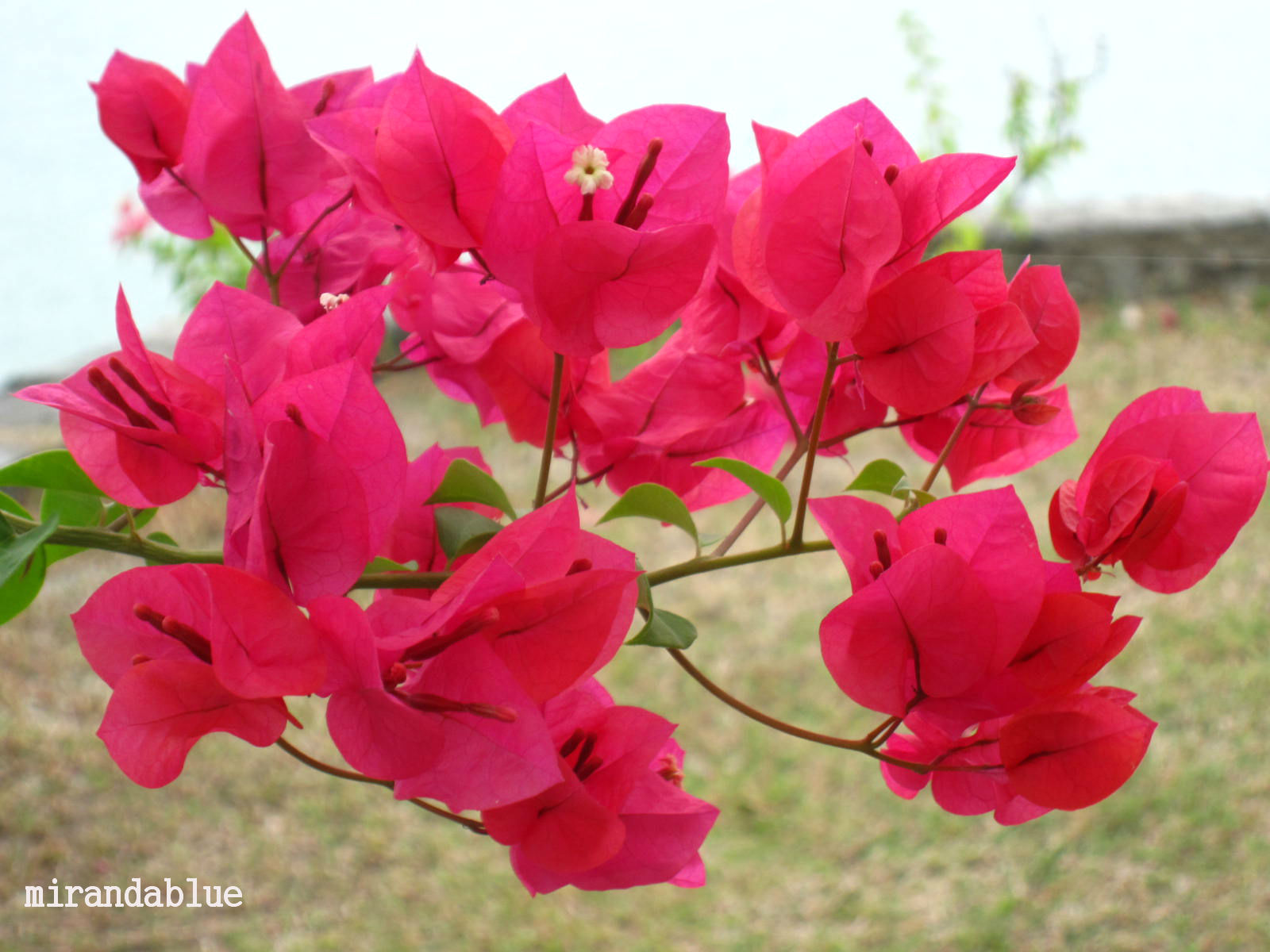 Live in the Moment: Bougainvilleas