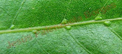 Jesus Palenzuela Borges: Loro, laurel (Laurus novocanariensis).