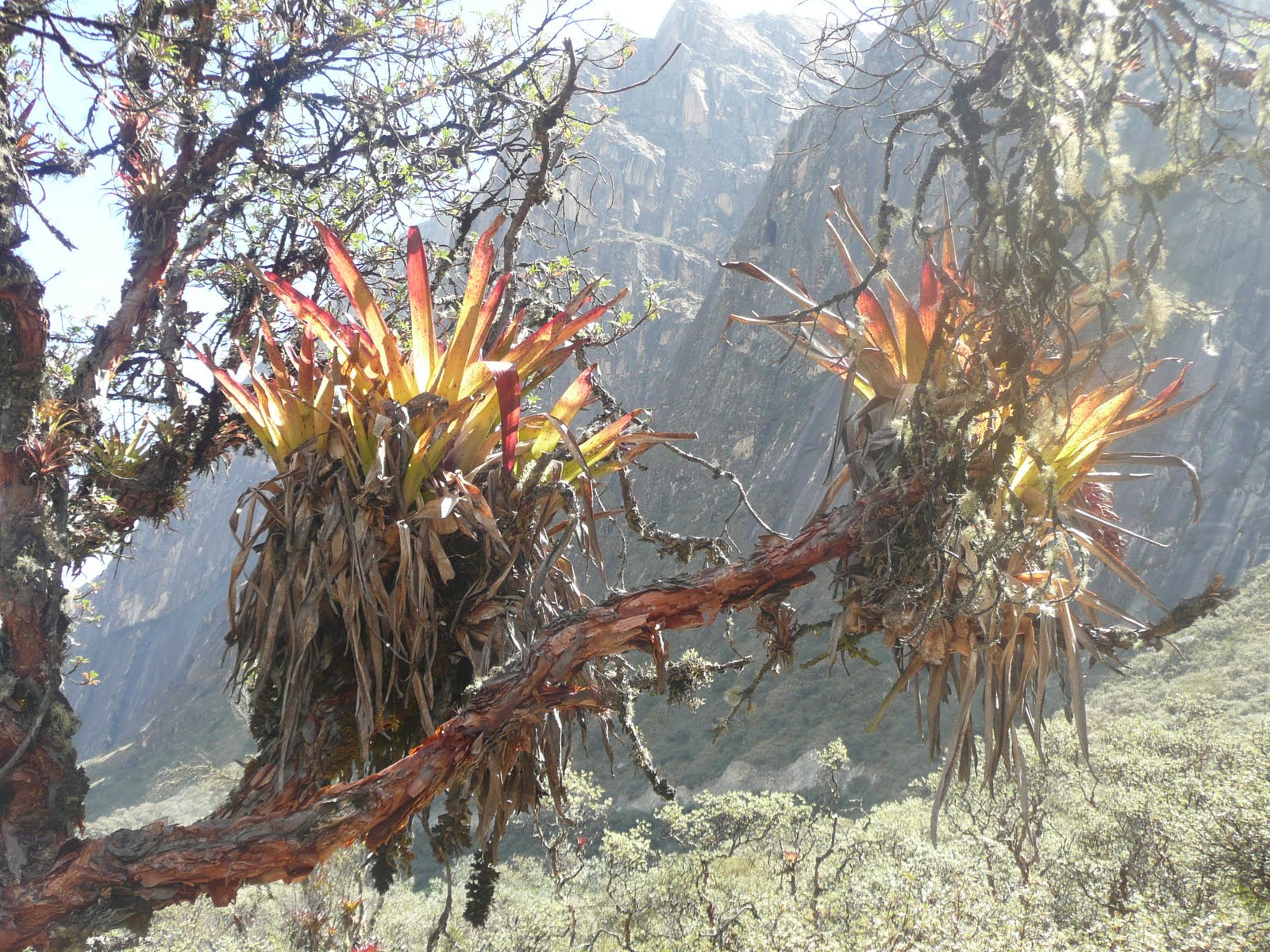 Cáctus y plantas de María: Plantas que vi en Perú