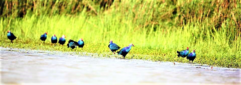 Why should you visit Tanguar Haor? - History and Travel-world heritage BD
