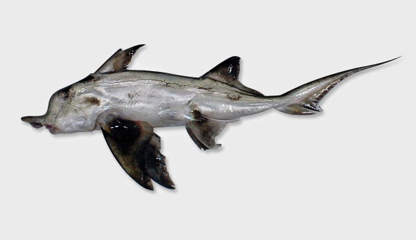 Gallo ~ EL SAUCE seafood