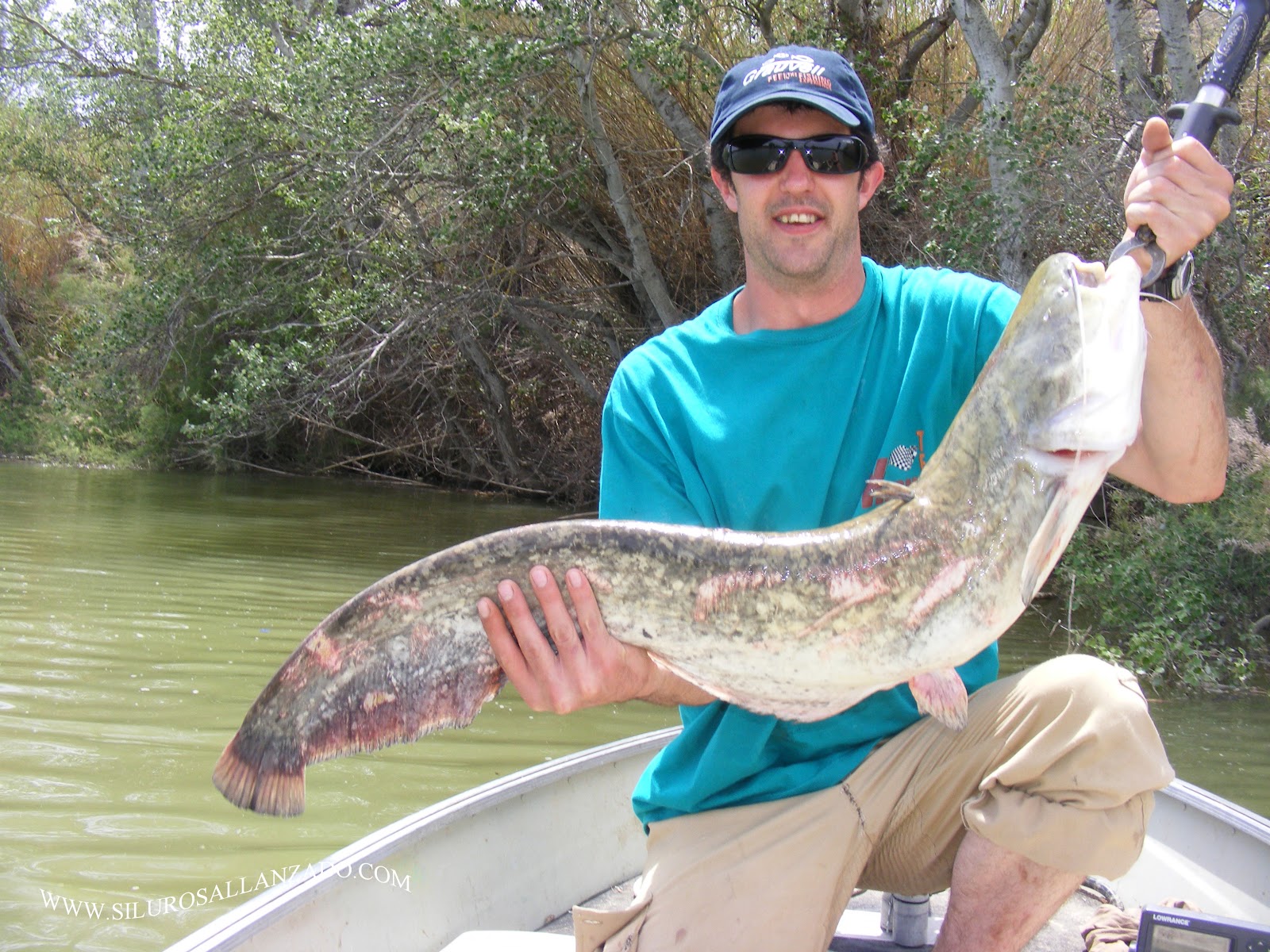 GUIDE DE PÊCHE DU SILURE ET DU SANDRE À MEQUINENZA: SILURES DANS FRAI