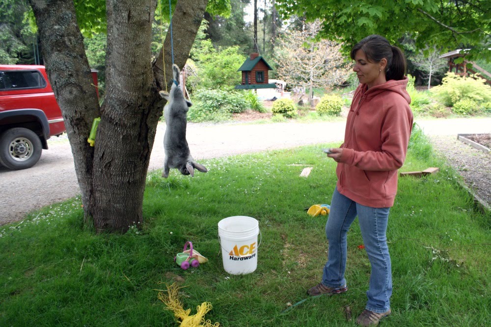 Mountain Home Quilts: Butchering Rabbits and a Recipe For Them!