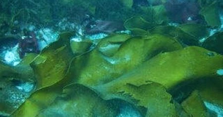 Antarctic algae under experimentation to produce biofuel