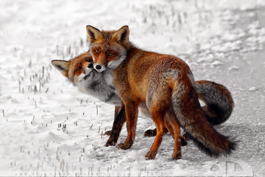 White Wolf : Talented Wildlife Photographer Takes Stunning Pictures Of ...