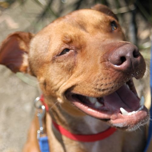 NATIONAL MUTT DAY! Beautiful dogs included!