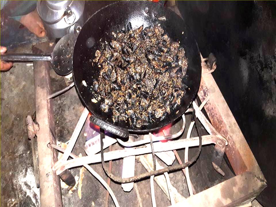 Ziarat District- Balochistan: TAZAAN (CICADAS) edible bug