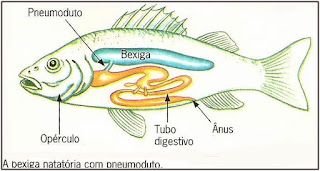 Biologando com Paim: Condrictes e Osteictes