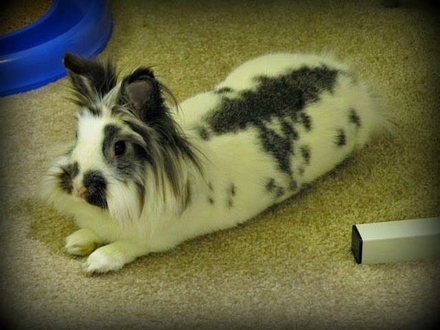 Tales from The Raspberry Rabbits: Love Grows...