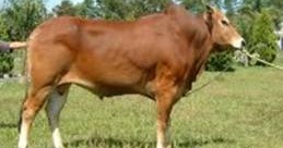 Go-Livestock: Sapi Madura