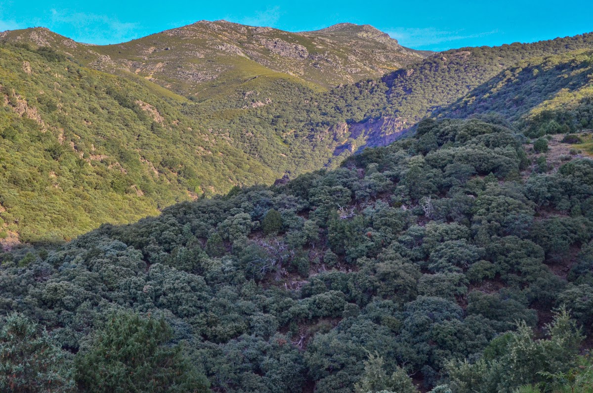 ALMANAQUE NATURAL: Los Encinares de Gredos