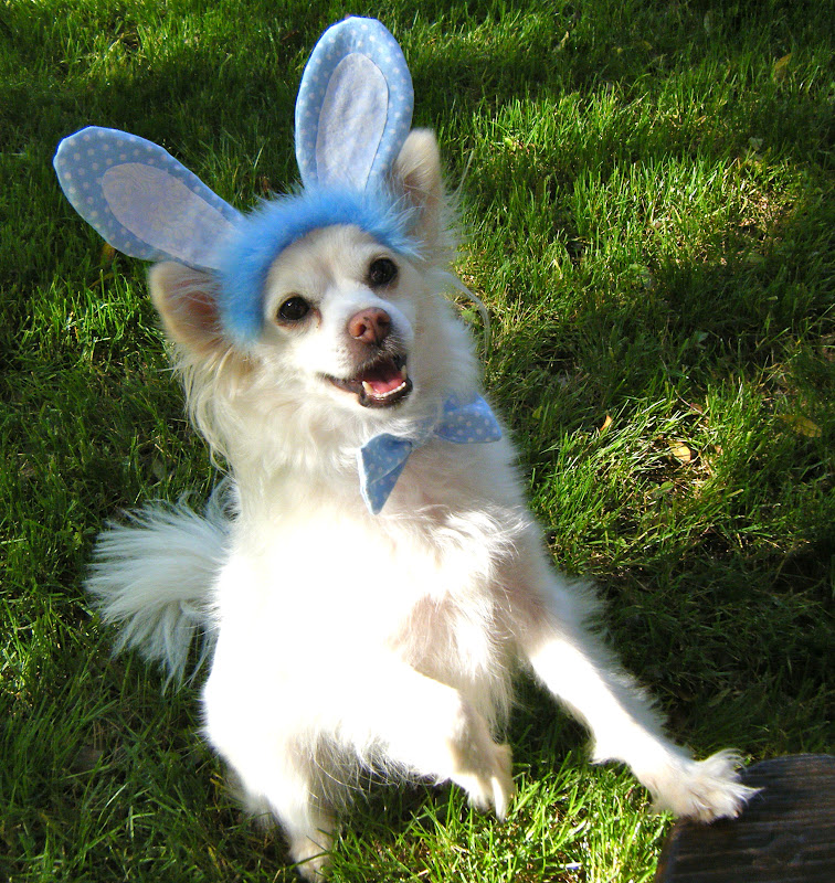 Sew DoggyStyle: Furry Bunny Ears
