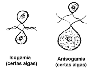 BIOLOGÍA en "tono menor"...: Reproducción... con SEXO... y normalmente ...