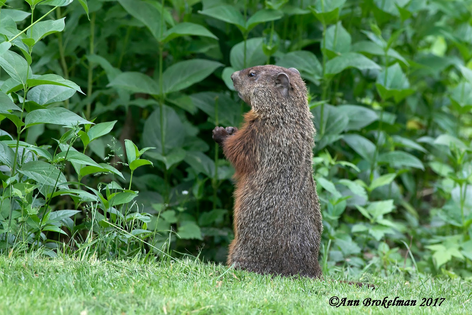 Ann Brokelman Photography: Groundhog and babies june 2017