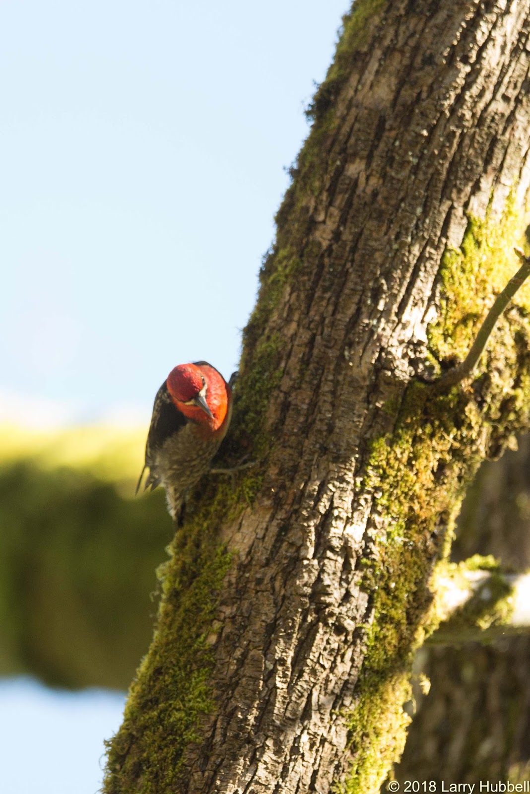Laurelhurst Blog: All About Flickers