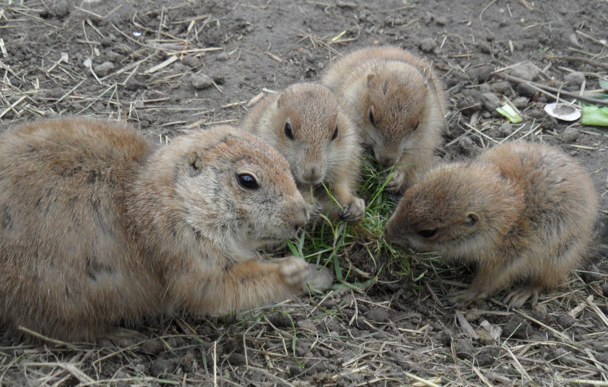 Welkom op Loekje 19: Jonge Dieren (Juni 2012)