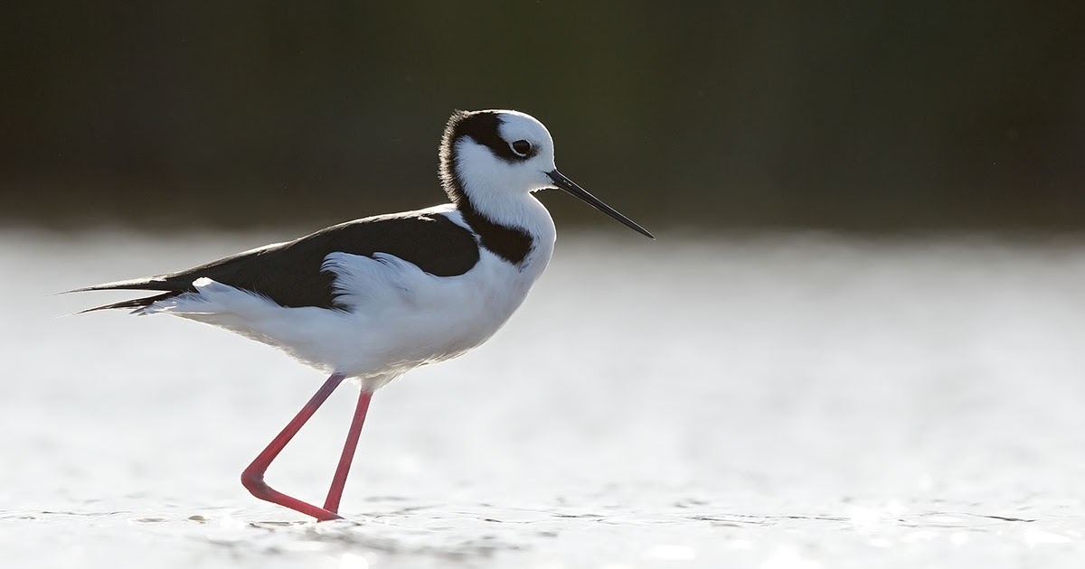 mis fotos de aves: Himantopus (himantopus) melanurus Tero Real Black ...