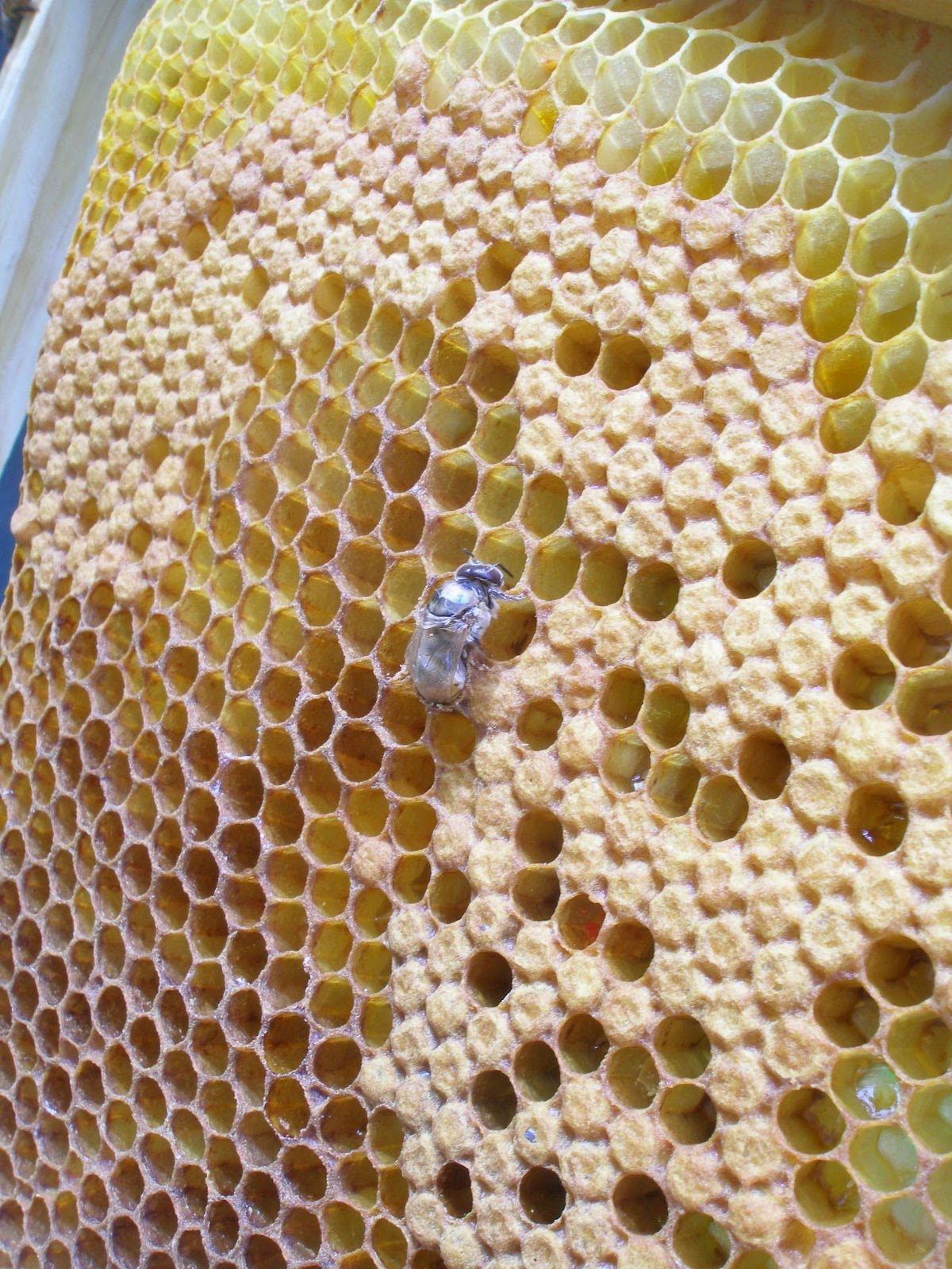 Thy Hand Hath Provided: Our First Langstroth Hive