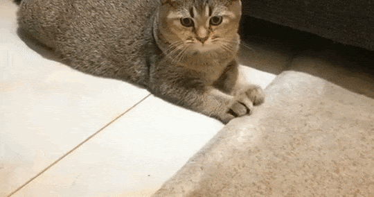 FunnyAnimalGifs: Great Escape