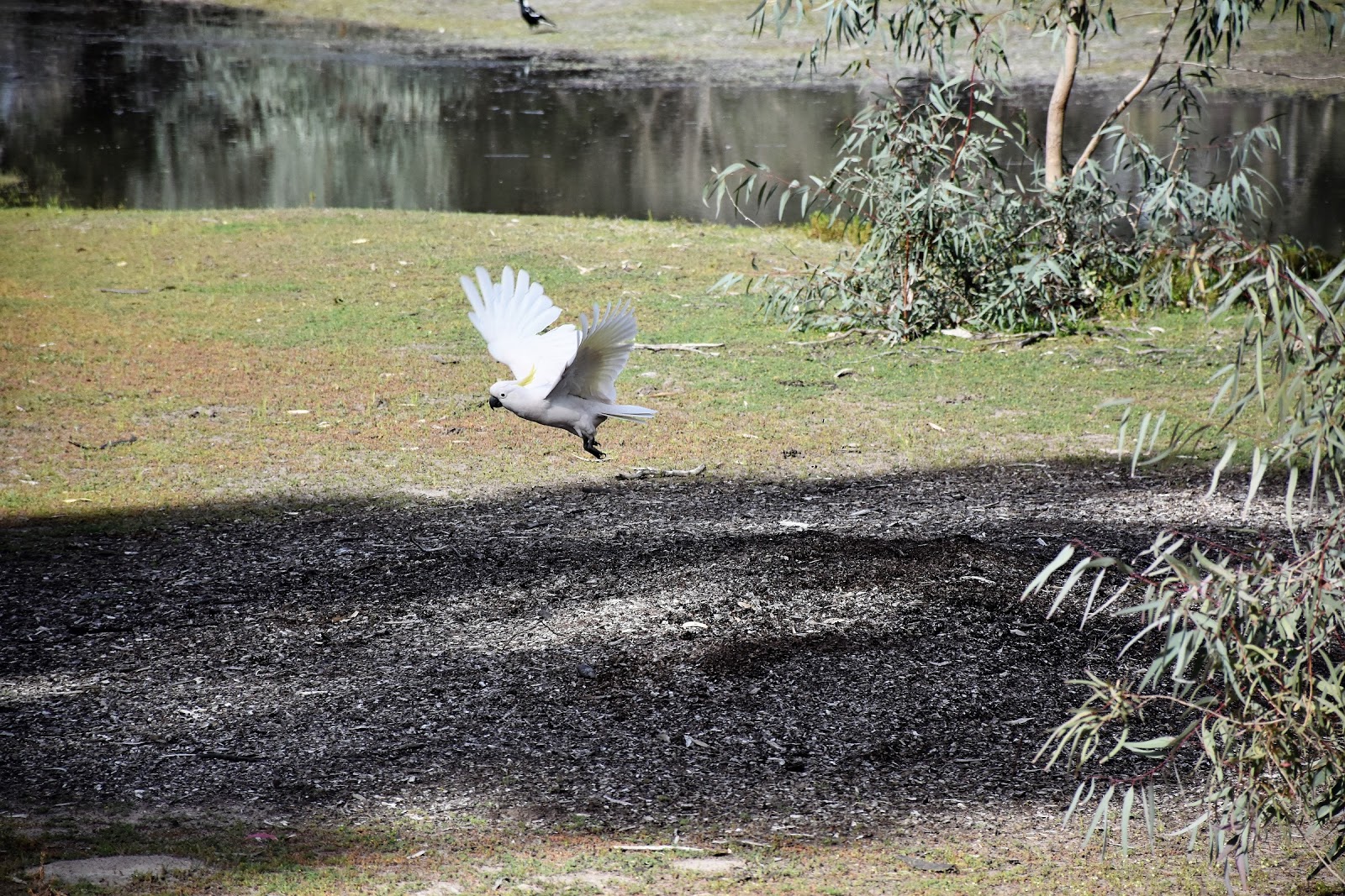 Goin' Feral One Day At A Time: Warepil Lookout Circuit, Hattah-Kulkyne ...