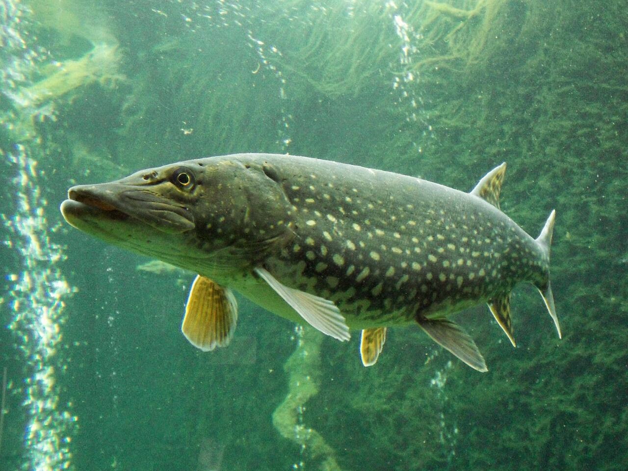 LBass: El momento del Lucio.