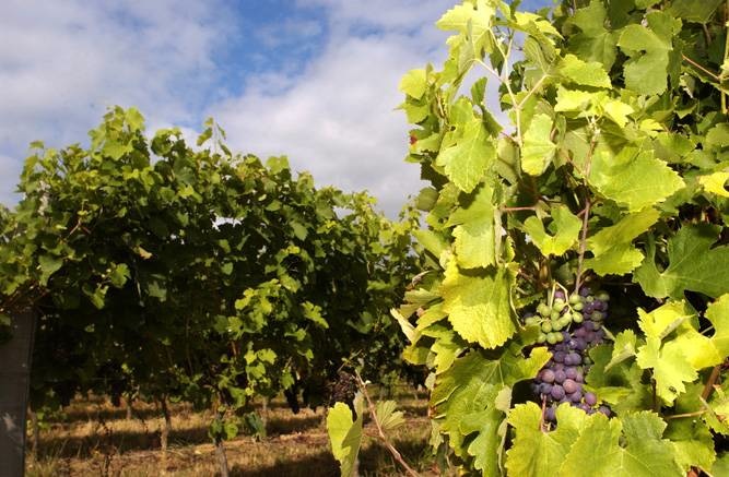 DiscoverVin: Indigenous Variety Négrette from south-west France now ...