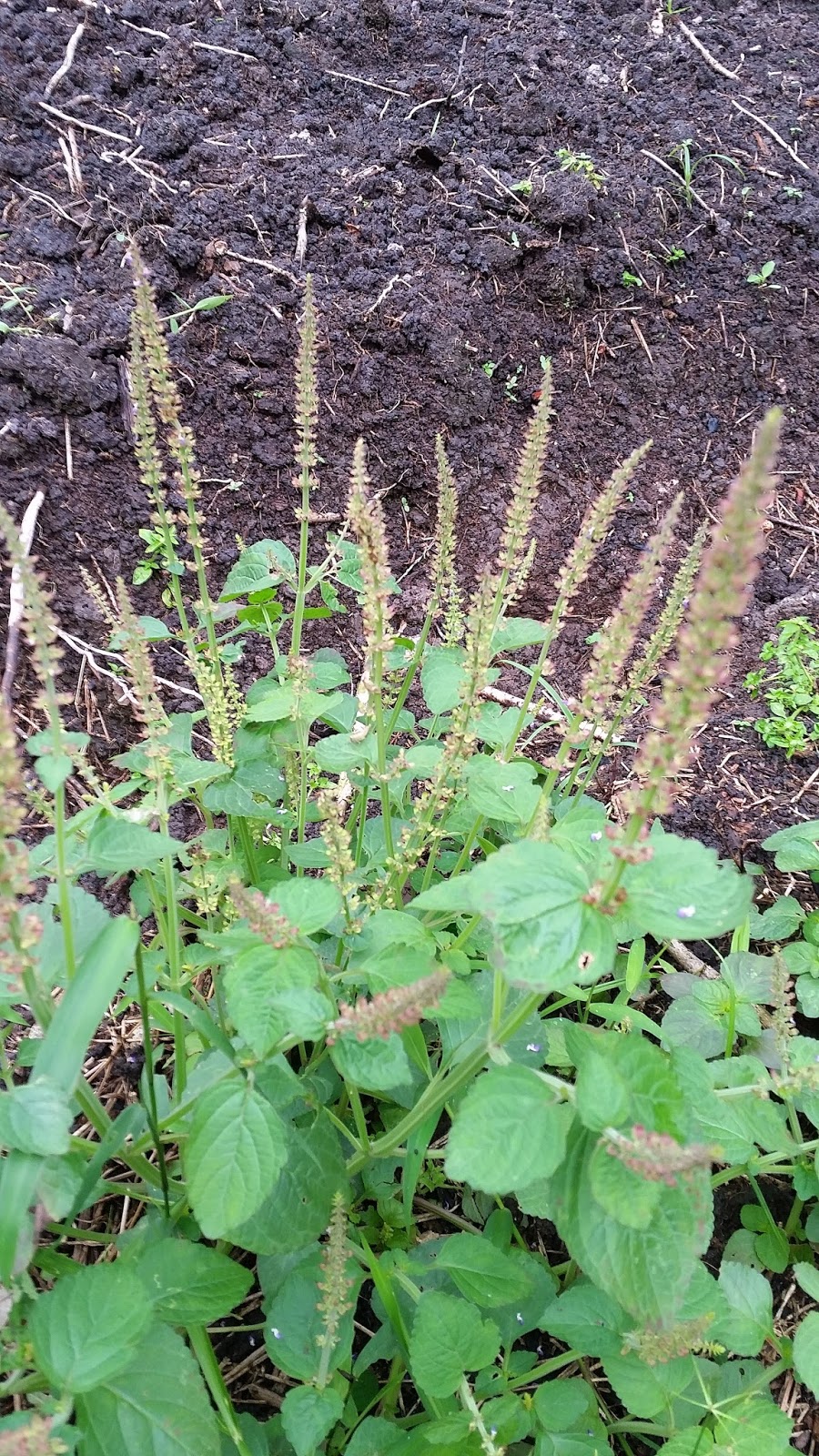 Warisan Petani: WW 71 : Bunga Sirih Cina