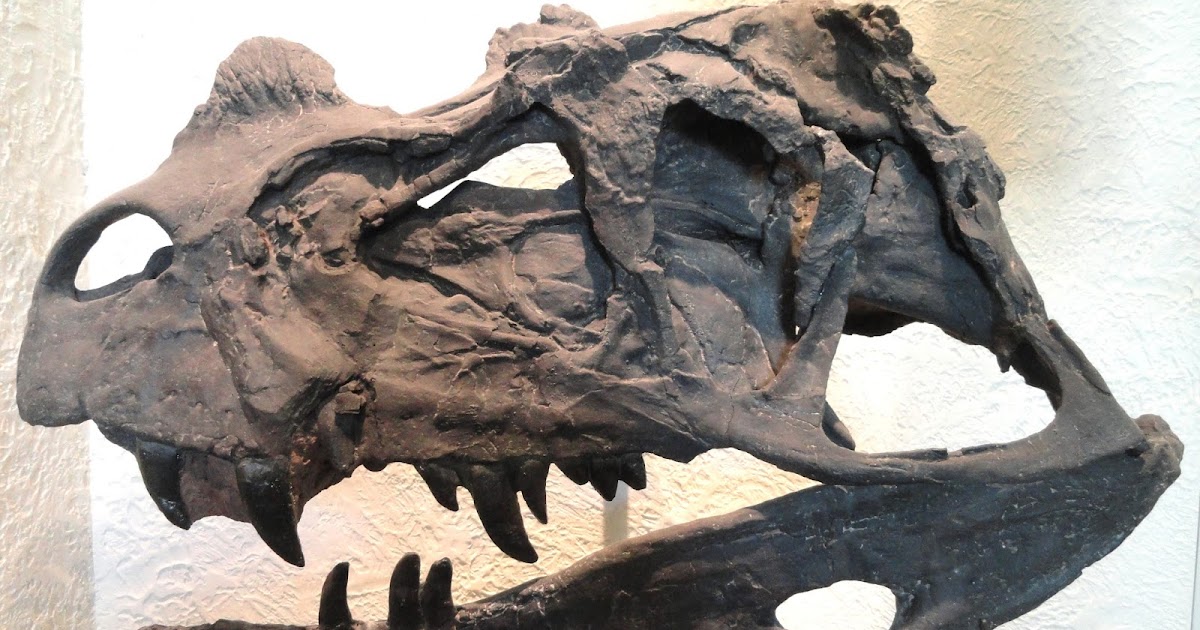 Extinct Animal of the Week: Ceratosaurus Anatomy