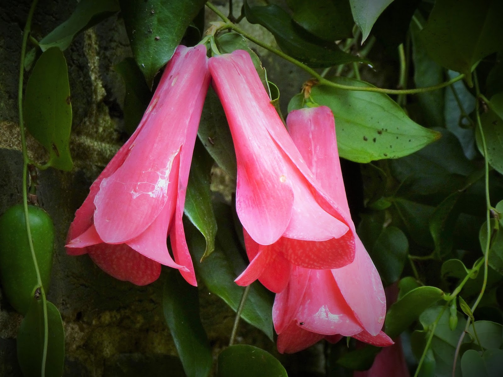 Fernando Ruz: Plantas nativas de Chile: Copihue (Lapageria rosea)