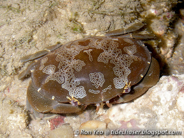 tHE tiDE cHAsER: Rubble Crabs (Phylum Arthropoda: Family Xanthidae) of ...