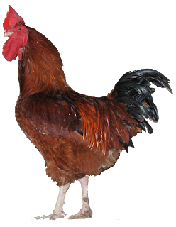 BOUNTY FRESH FREE-RANGE CHICKENS: OUR BREEDER MALES FROM HUBBARD