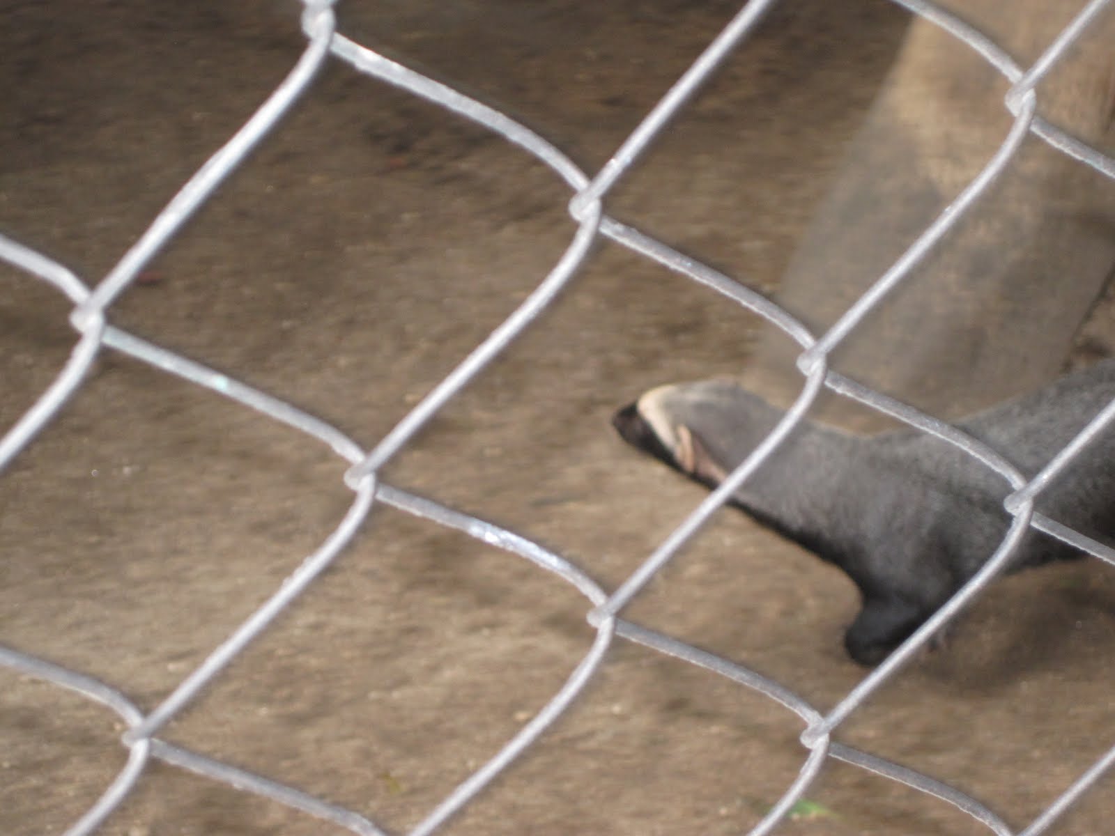 visita al zoologico: Grisons