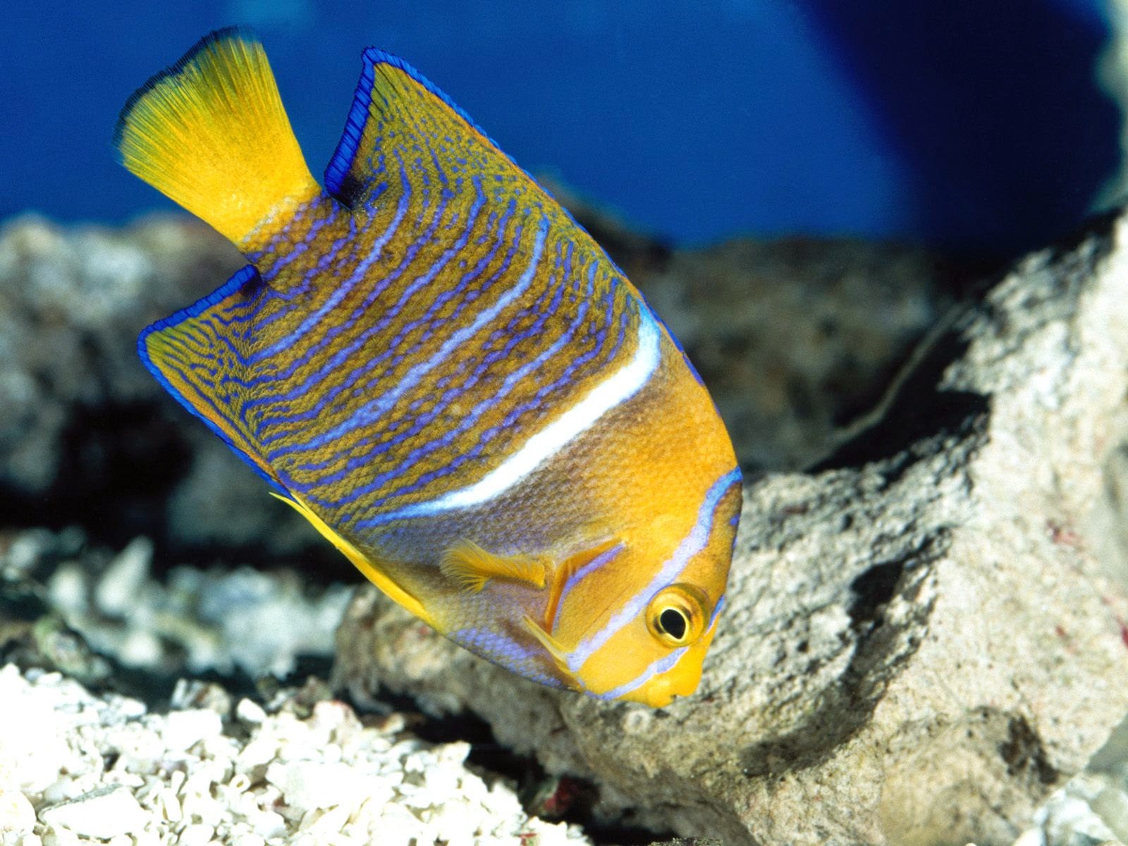 fish share: Angelfish Photo Gallery-9