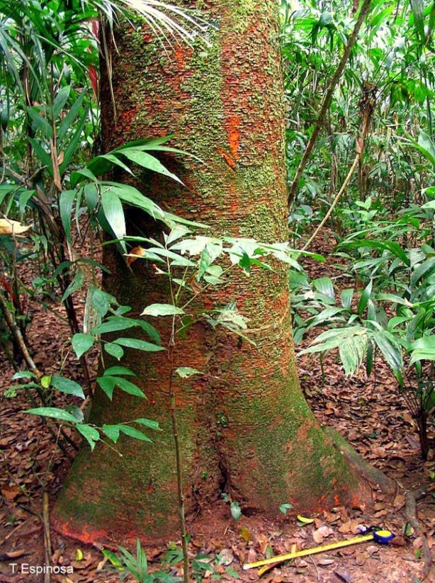 junio 2014 ~ MAESTRO AYAHUASCA