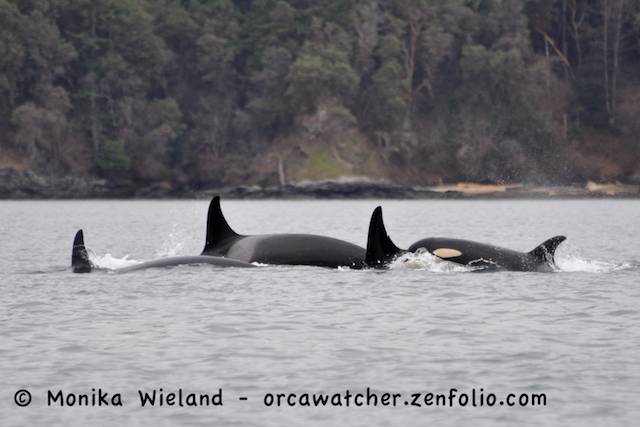 Orca Watcher: Winter Whales