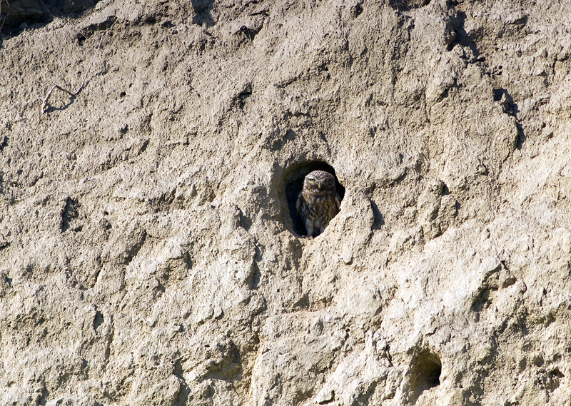 Dan din Delta Dunării: DESPRE CUIBURI