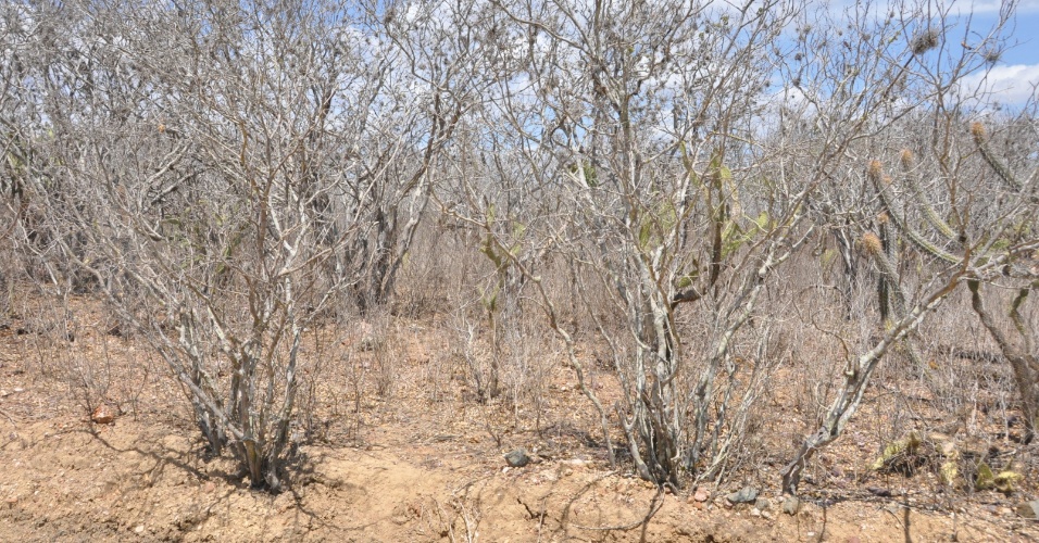 Partilhando Nossa Fé: Seca no Nordeste