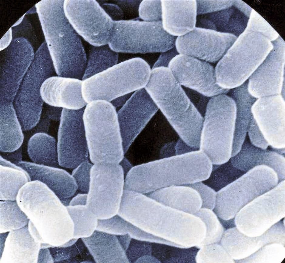 A trip to Yakult Factory ~ Velynia Aviera