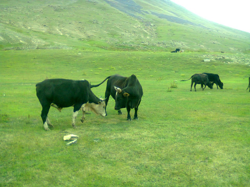 Explore the Beauty of Pakistan: Suppat Valley Kohistan KPK Pakistan