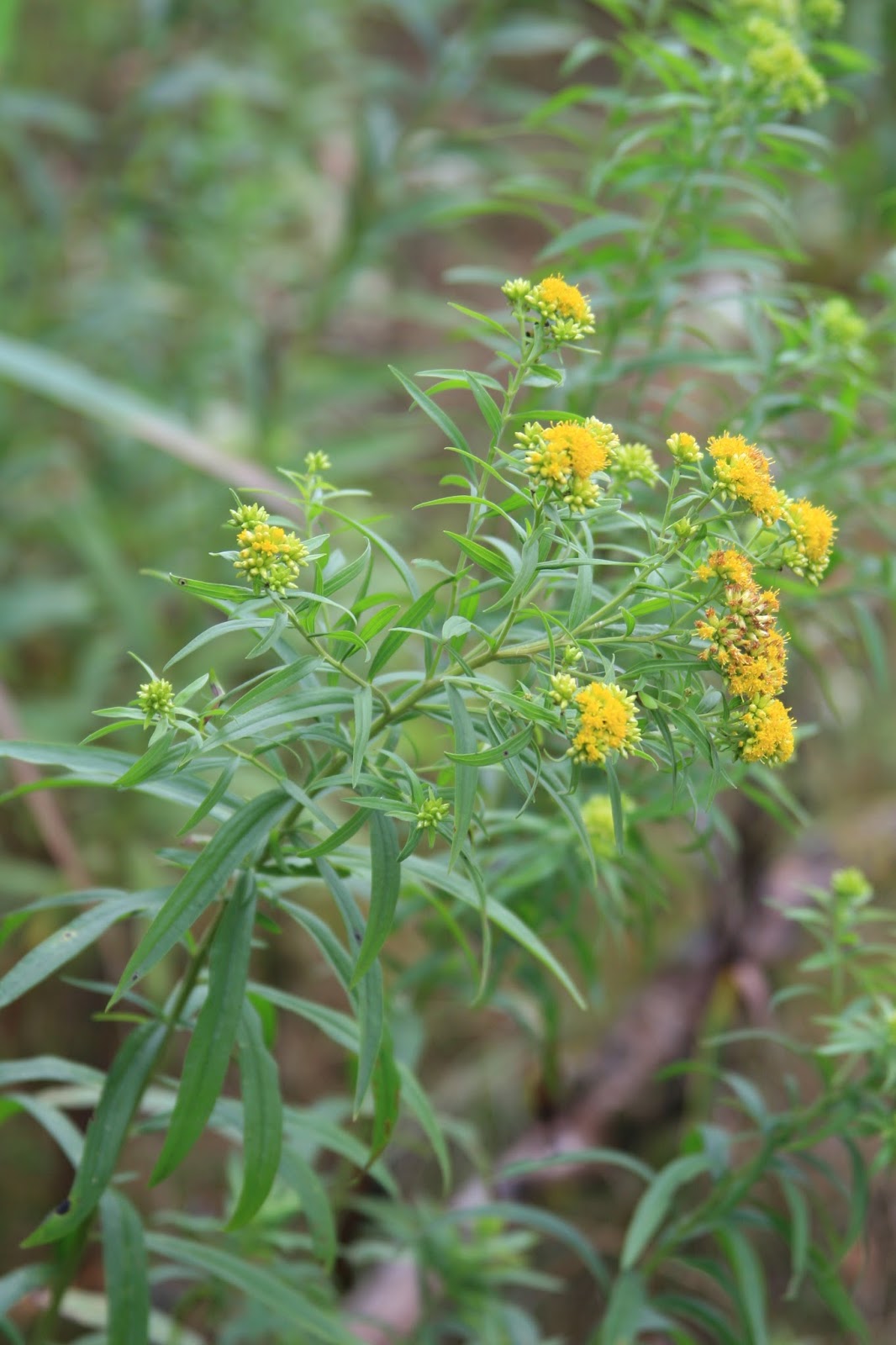 Isabella Conservation District Environmental Education Program: What ...