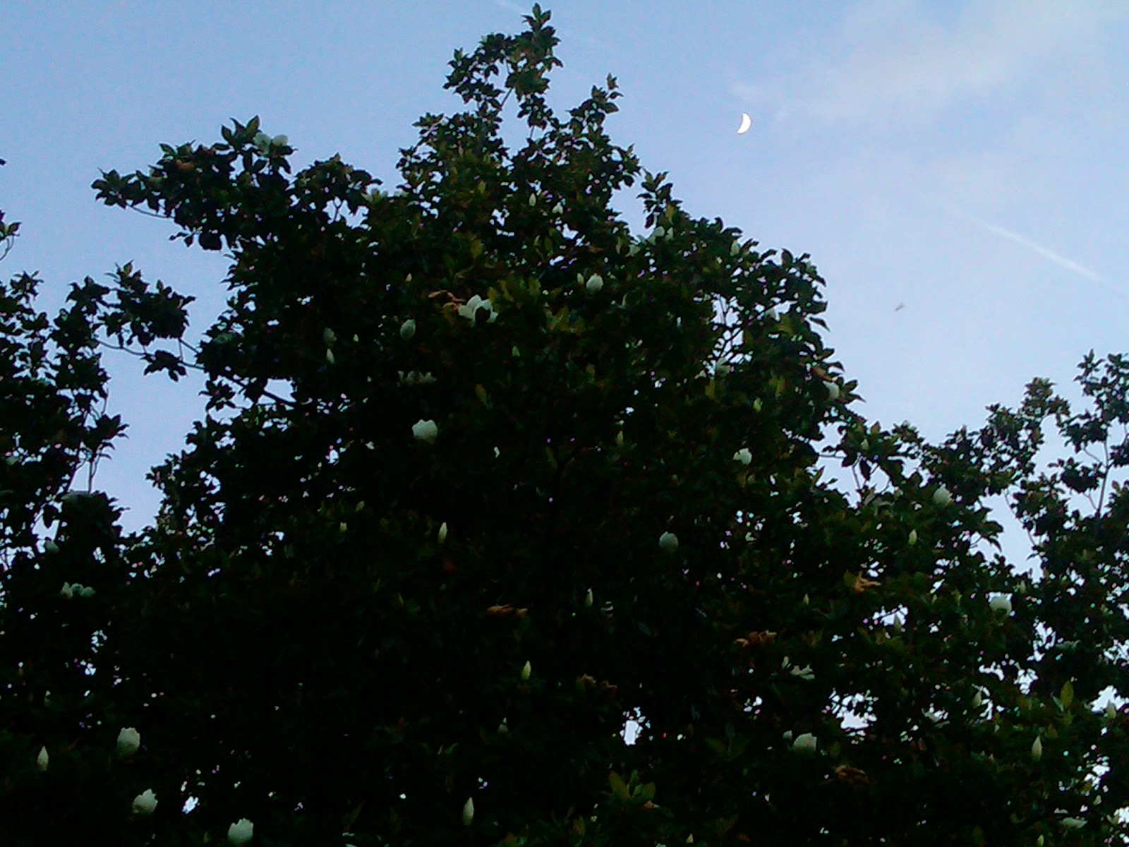 Memphis Trees: Magnolia Moon